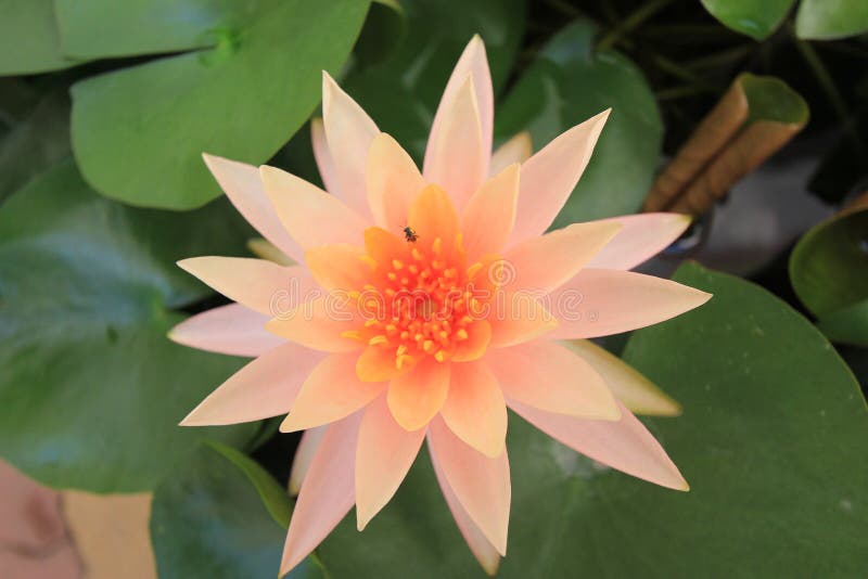 Orange Lotus Tub Stock Photos - Free & Royalty-Free Stock Photos from ...