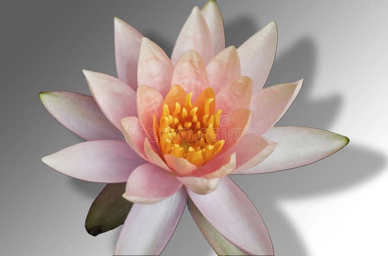 Orange Lotus On White Background Picture. Image: 15844487