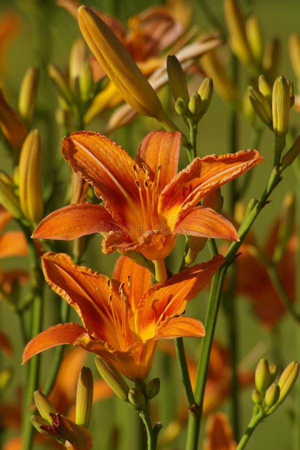 Orange magic stock photo. Image of lily, blossom, flower - 12562708