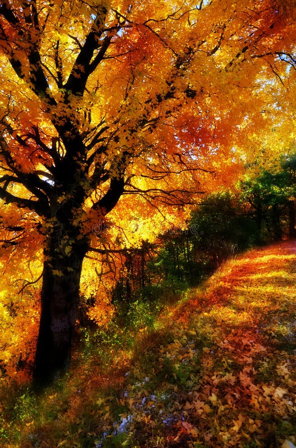 Orange magic forest stock photo. Image of landscape, peaceful - 26805108