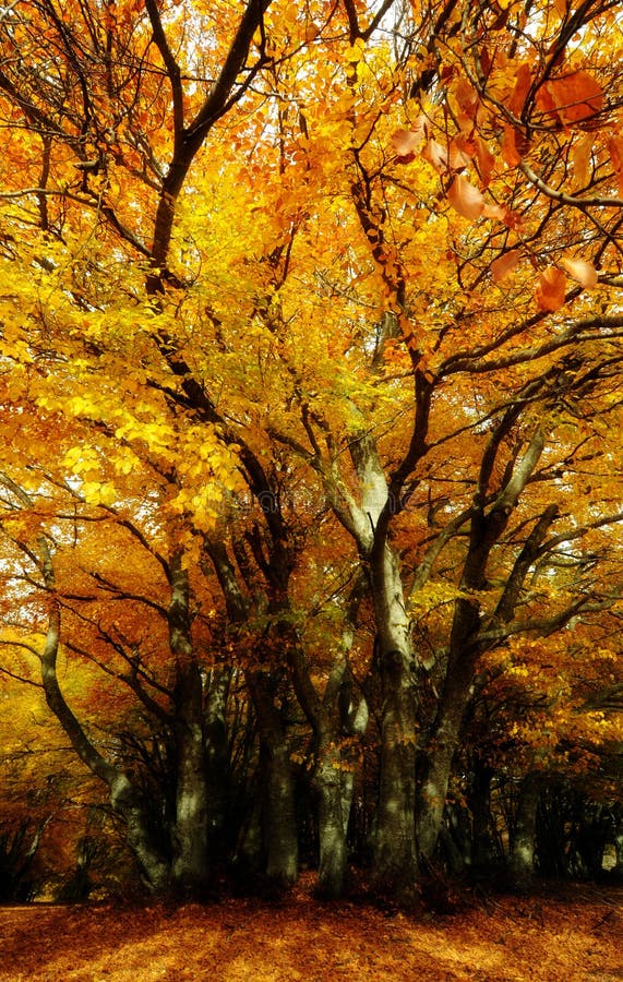 Orange magic tree stock image. Image of colors, fall - 28244417