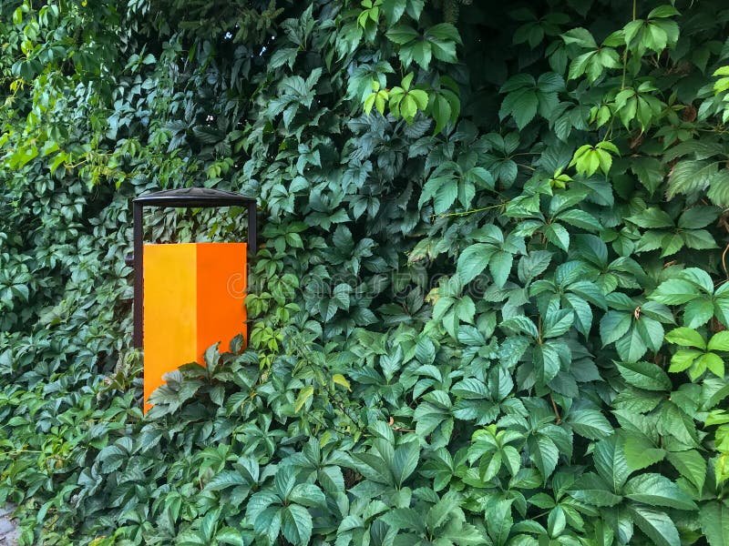 Orange Mail Trash Box on a Green Ivy Wall in the Garden Stock Image ...