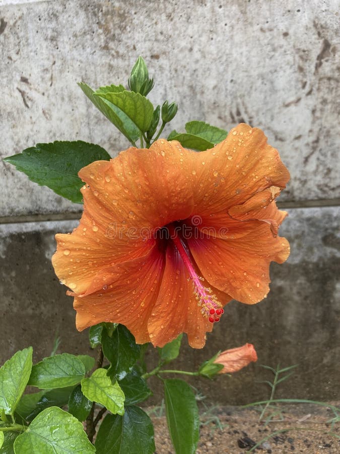 Orange mandar stock photo. Image of name, mandar, orange - 274195272