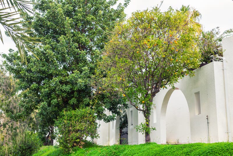 Orange Mandarin Tree with Ripe Fruit in Front of House Stock Photo ...