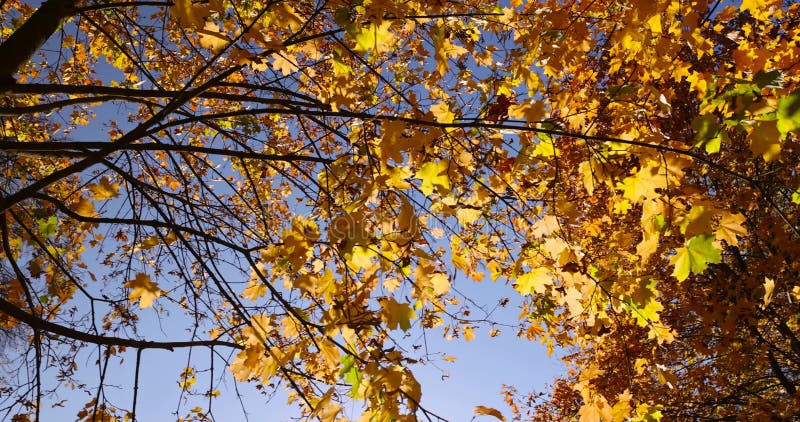 The Foliage of Trees on the Ground after Leaf Fall in Stock Video ...