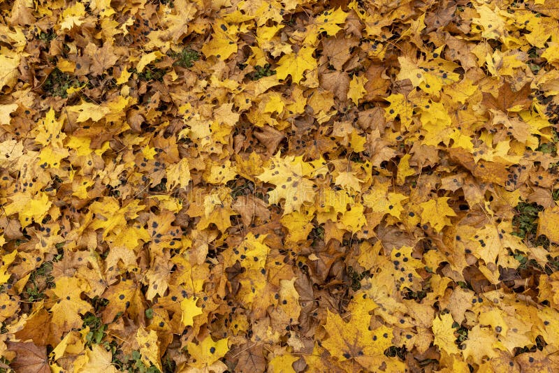 Orange Maple Foliage after Wind and Leaf Fall Stock Image - Image of ...