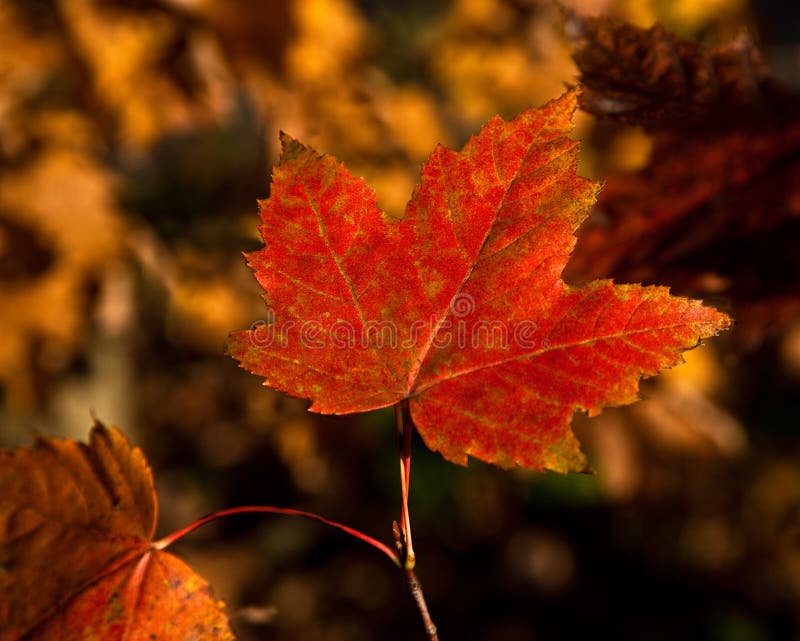 Orange Red Maple Tree in the FingerLakes during Autumn Stock Image ...