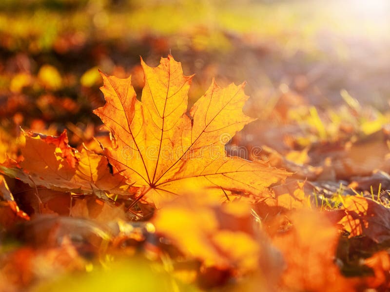 Orange Maple Leaf on the Ground in the Sun Rays. Autumn Leaves Stock ...