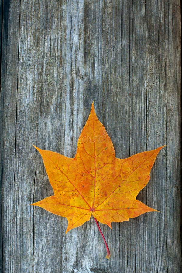 Orange maple leaf stock photo. Image of scratch, brown - 33412562
