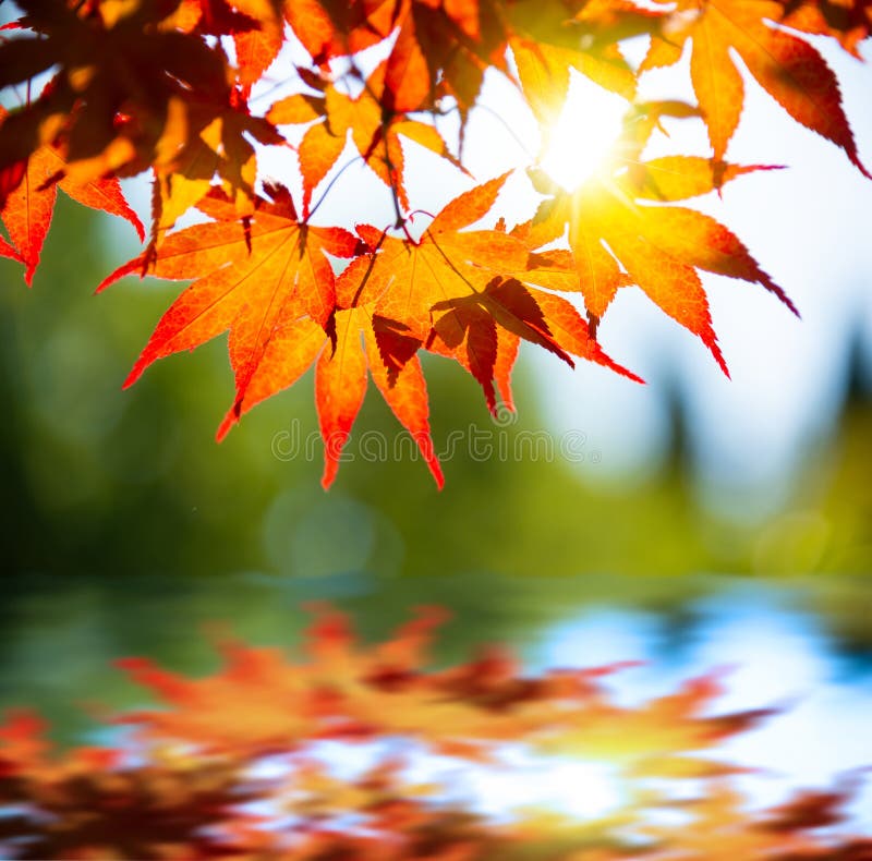Orange Maple Leaves on Autumn Tree, Fall Season Stock Photo - Image of ...