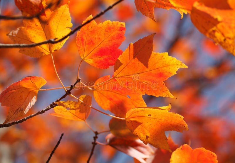 Orange Maple Leaves Background Stock Image - Image of backlit, colors ...
