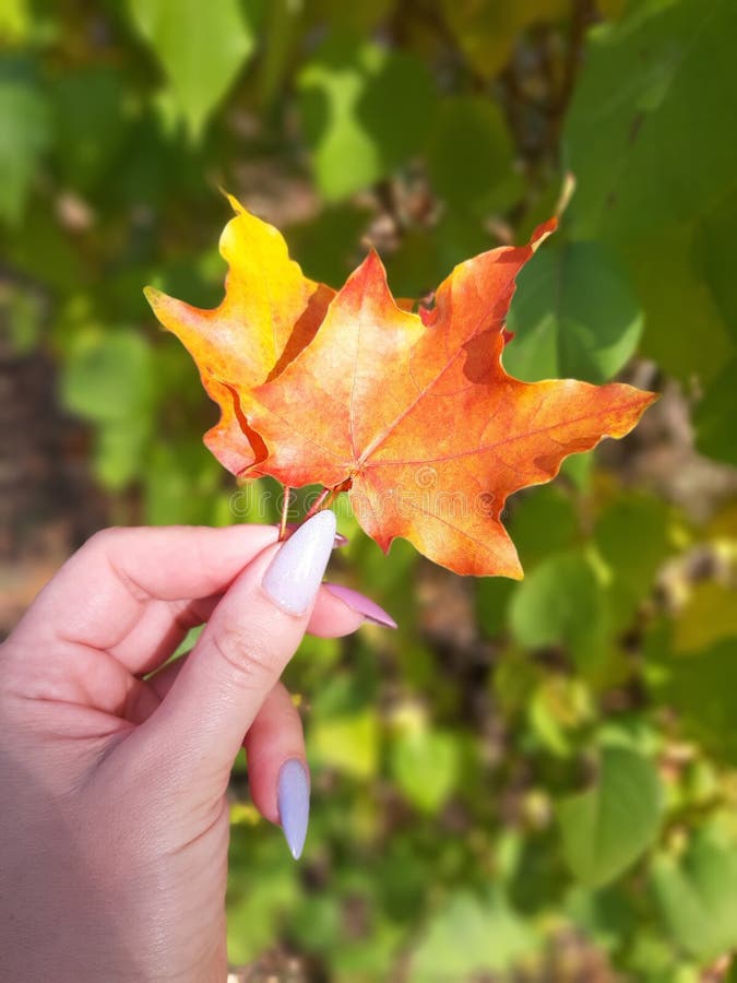 Orange Maple Molding in Hand Stock Photo - Image of deciduous, orange ...