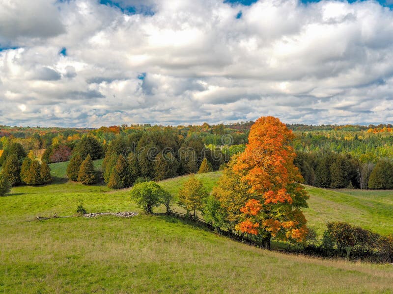 Orange Maple Tree in Autumn Stock Photo - Image of biome, colors: 85142144