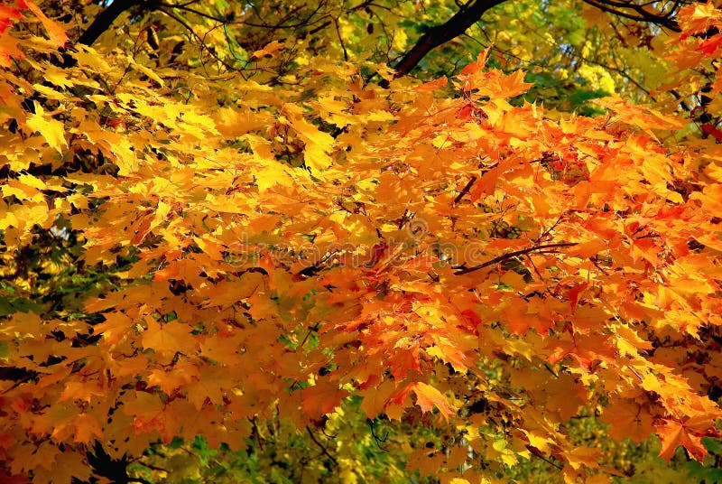 Orange Maple Tree in Autumn Stock Photo - Image of november, canadian ...