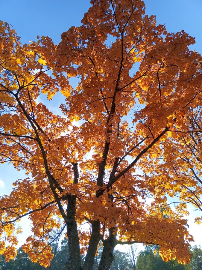 Orange Red Maple Tree in the FingerLakes during Autumn Stock Image ...