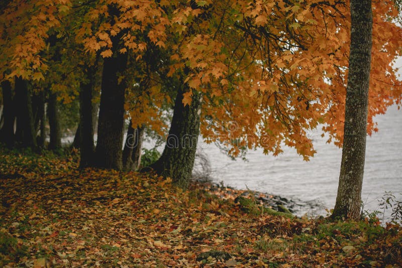 Maple Trees by Lake in Autumn Stock Image - Image of water, green ...