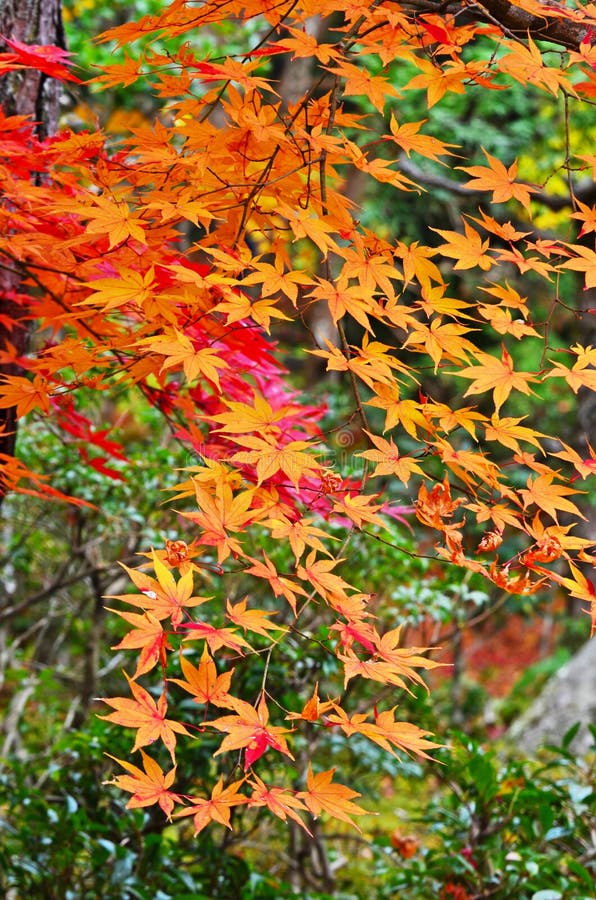 Autumn Maple and Pine Tree in Japanese Garden Stock Image - Image of ...