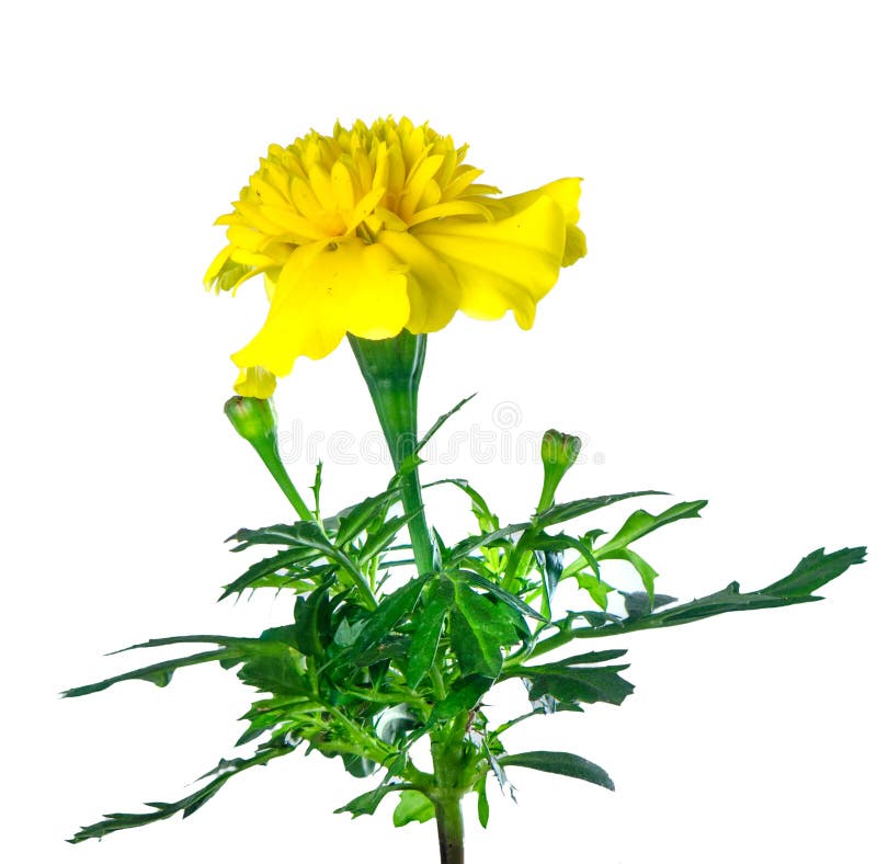 Orange Marigold Flower Close Up Isolated a Background Stock Photo ...