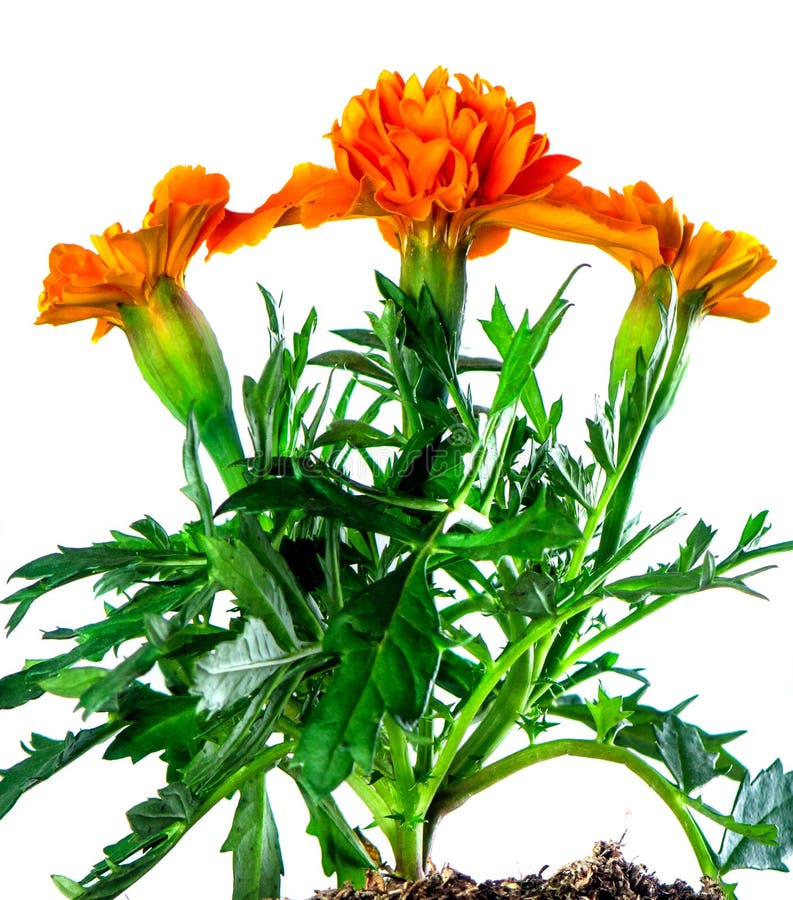 Orange Marigold Flower Close Up Isolated a Background Stock Photo ...