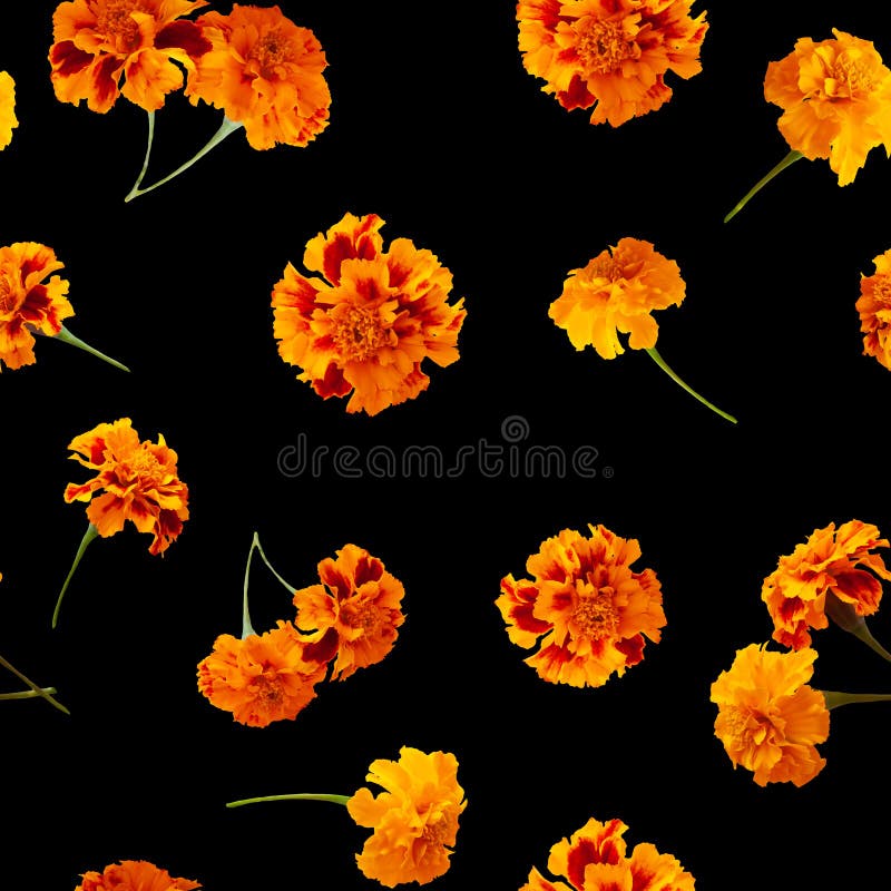 Orange Marigold Flowers on Black Background - Seamless Pattern from ...