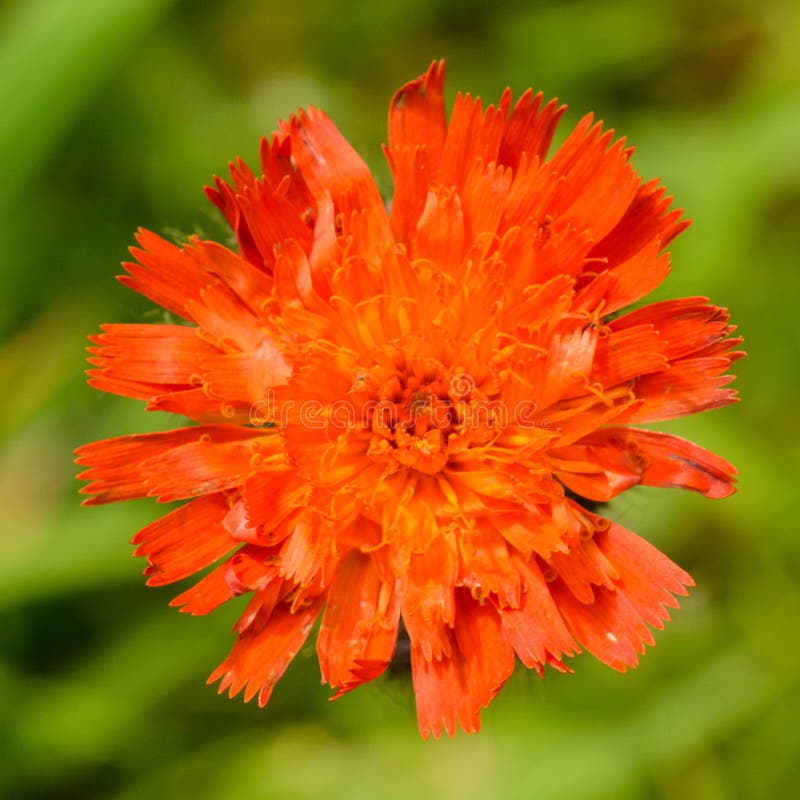 Orange Marigold stock image. Image of photograph, single - 64334301