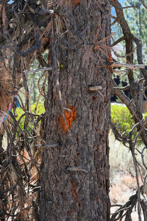 Painted Dead Tree in Sierra Nevada Forest Stock Photo - Image of ...