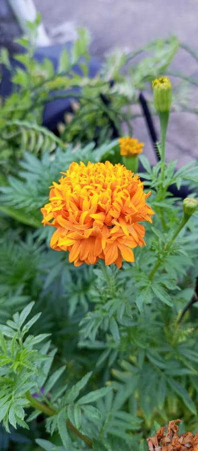 Orange mary gold flower stock photo. Image of mary, flower - 249673902