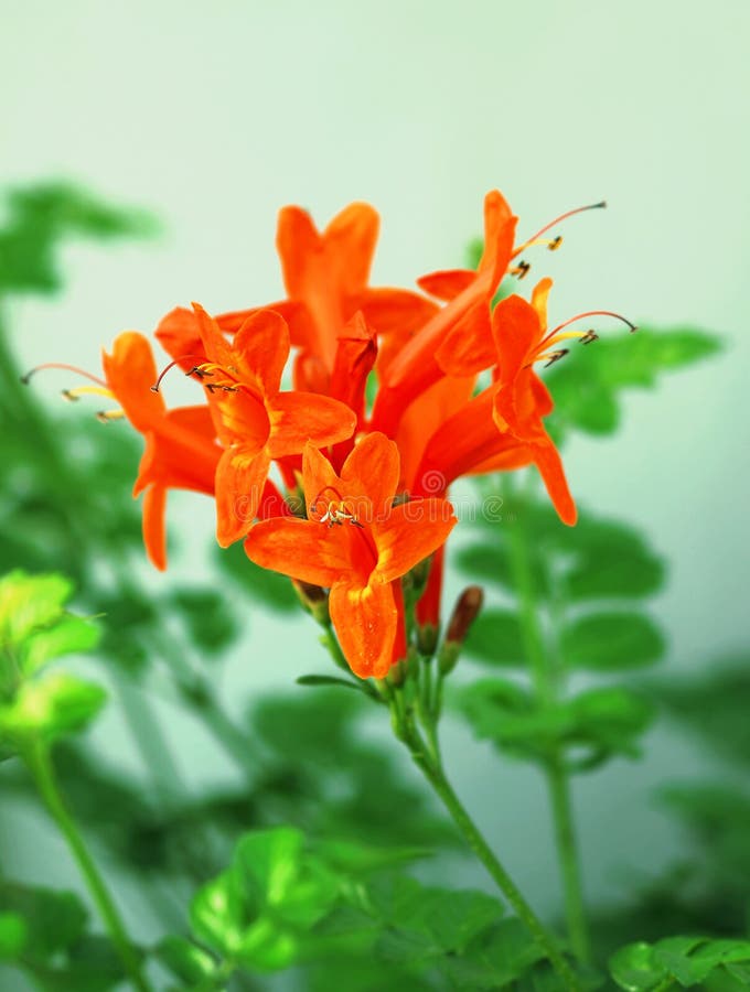Orange Mediterranean Flower Stock Photo - Image of fresh, color: 18459490