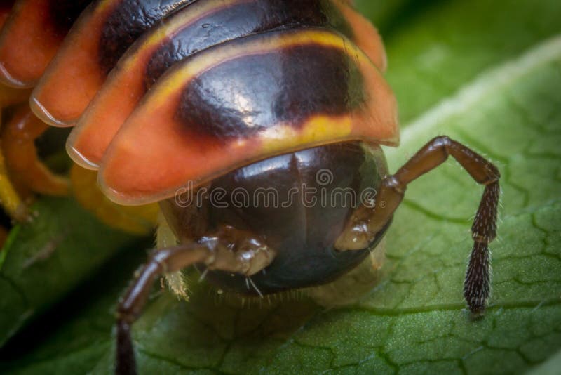 Orange Millipede Leaf stock photo. Image of insect, closeup - 75094648