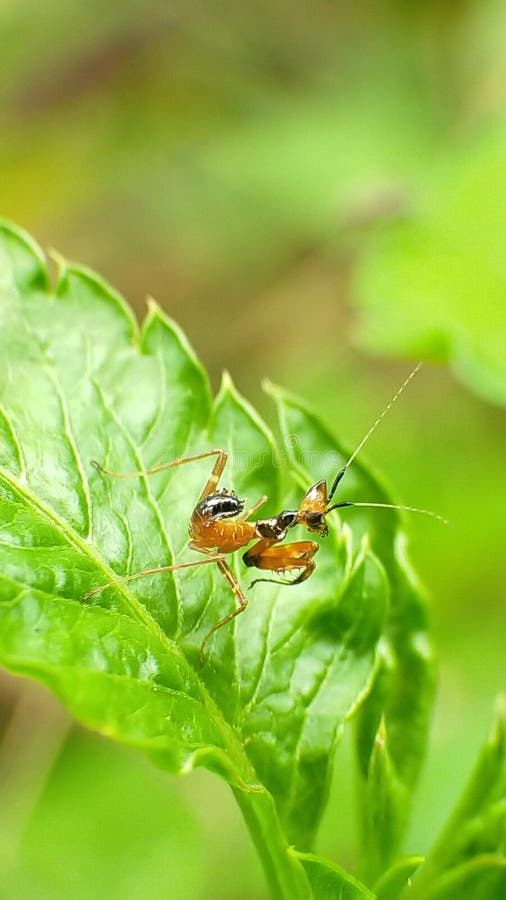 The Orange Mini Mantis is a Species of Praying Mantis that is Small in ...