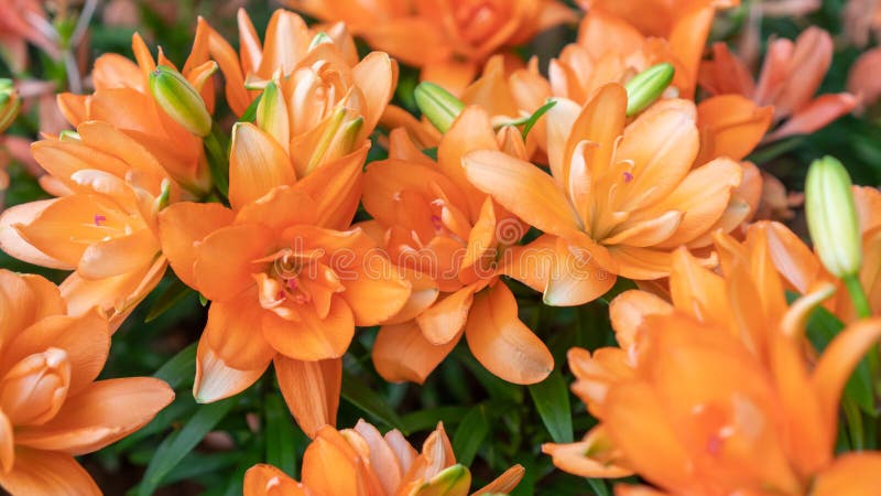 Orange Mini Tulip Flower in a Garden Stock Image - Image of beautiful ...