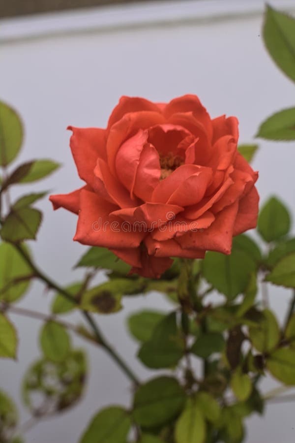 Orange Miniature Rose in Bloom Stock Photo - Image of holiday, birthday ...