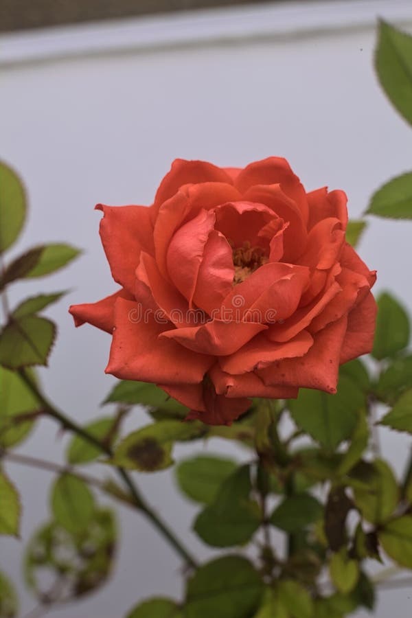Orange Miniature Rose in Bloom Stock Photo - Image of gardens ...