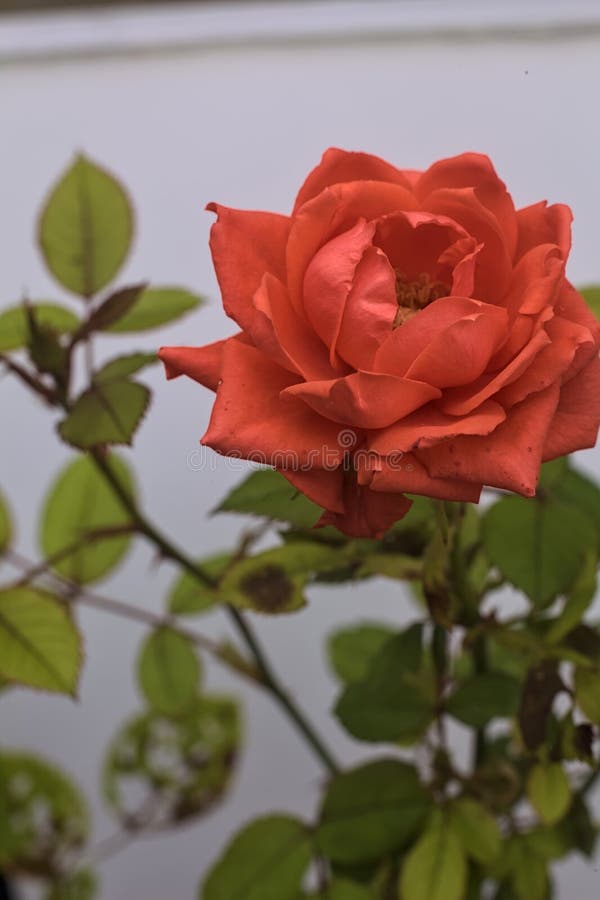 Orange Miniature Rose in Bloom Stock Image - Image of calm, flower ...