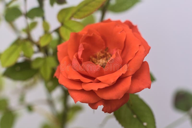 Orange Miniature Rose in Bloom Stock Photo - Image of cute, lovely ...