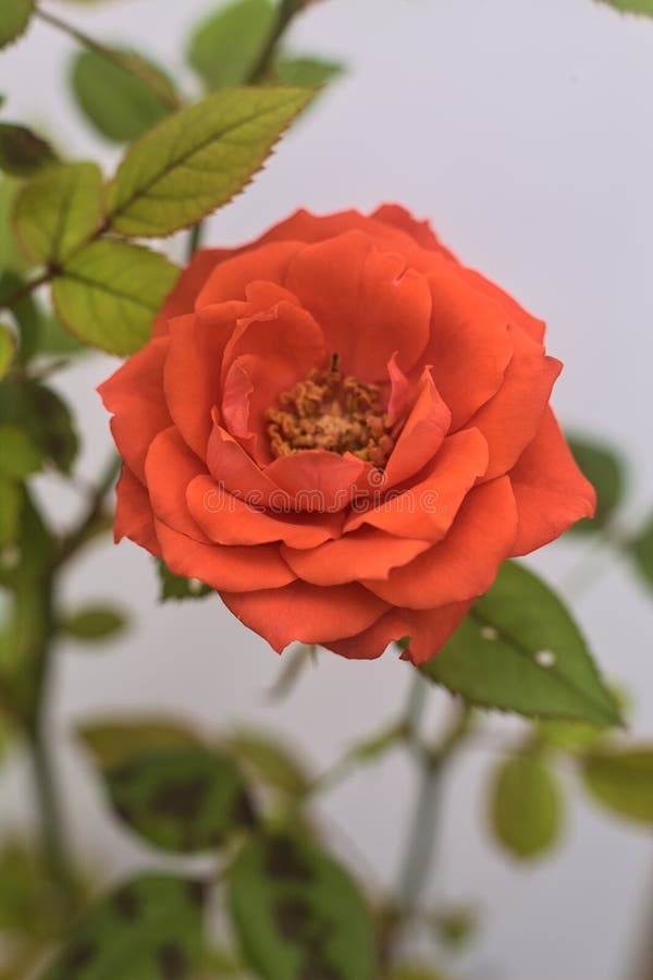 Orange Miniature Rose in Bloom Stock Image - Image of birthday, happy ...