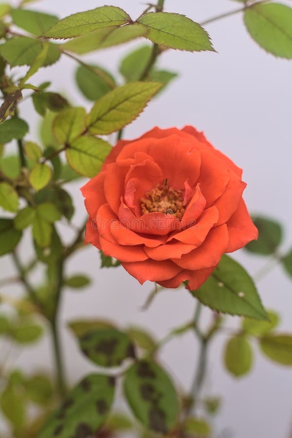 Orange Miniature Rose in Bloom Stock Photo - Image of floral ...
