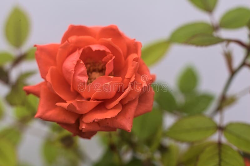 Orange Miniature Rose in Bloom Stock Photo - Image of closeup, gift ...