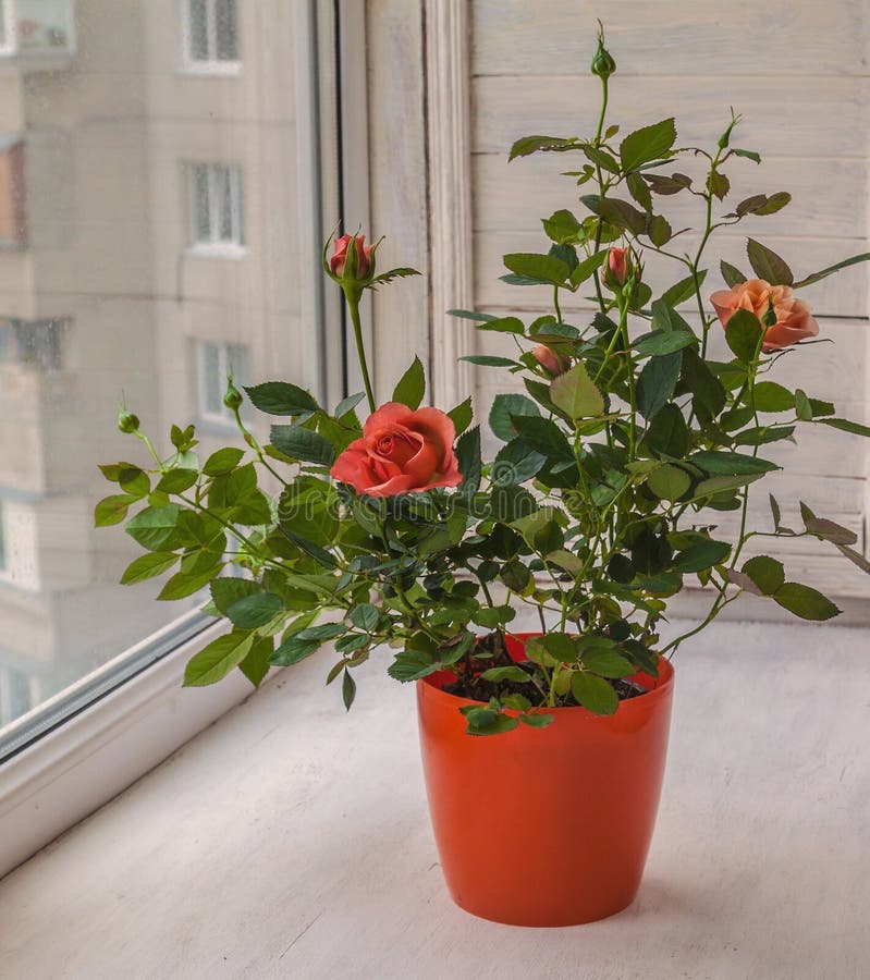Orange Miniature Rose in Orange Pot and Decorative Watering Stock Image ...