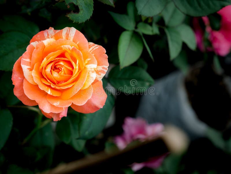 Orange Mixed Yellow Rose Blooming Stock Photo - Image of object ...