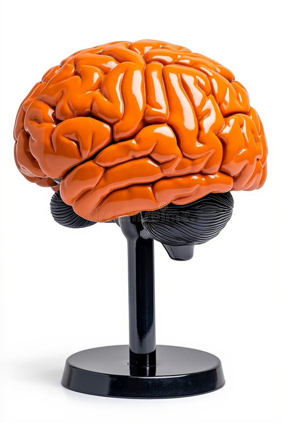 An Orange Model of a Human Brain on a Black Stand Stock Image - Image ...