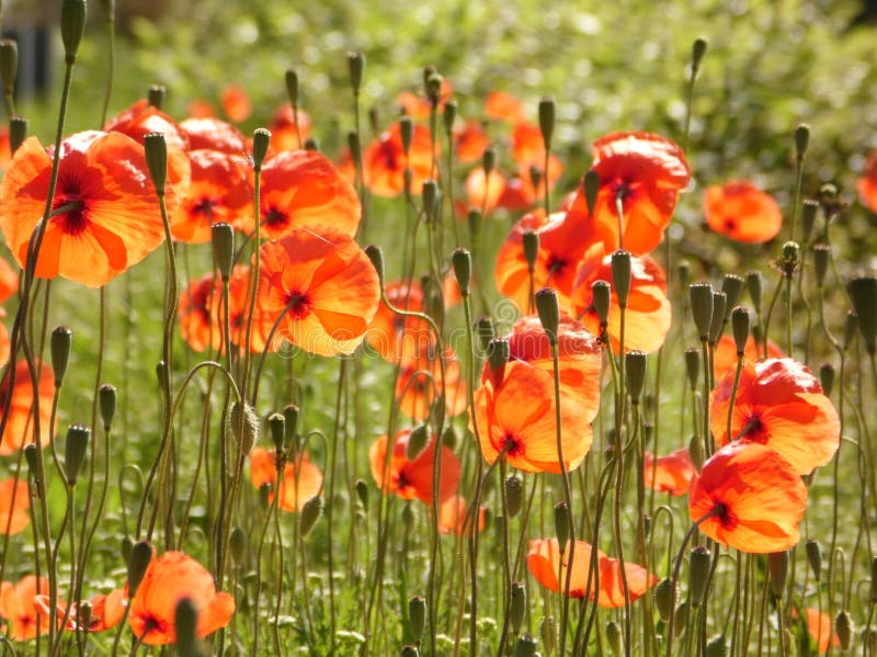 Orange Mohnblumen stockbild. Bild von garten, nave, mohnblumen - 48000509