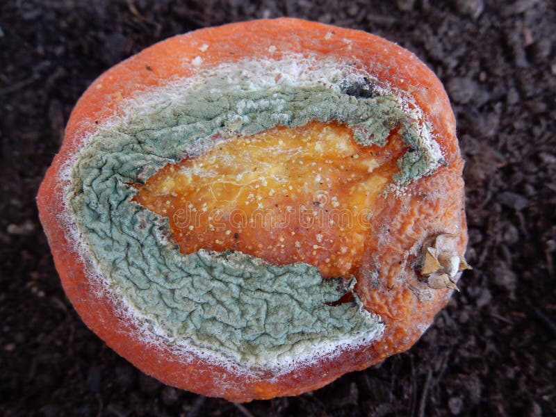 Orange mold stock photo. Image of fruit, green, wrinkles - 88935418
