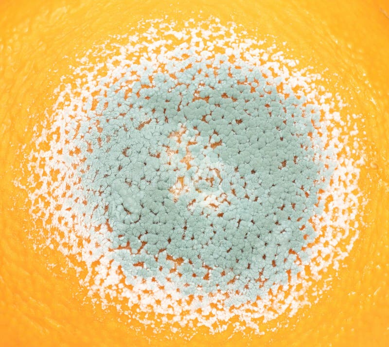 Orange with mold stock photo. Image of bacteria, macro - 218493118