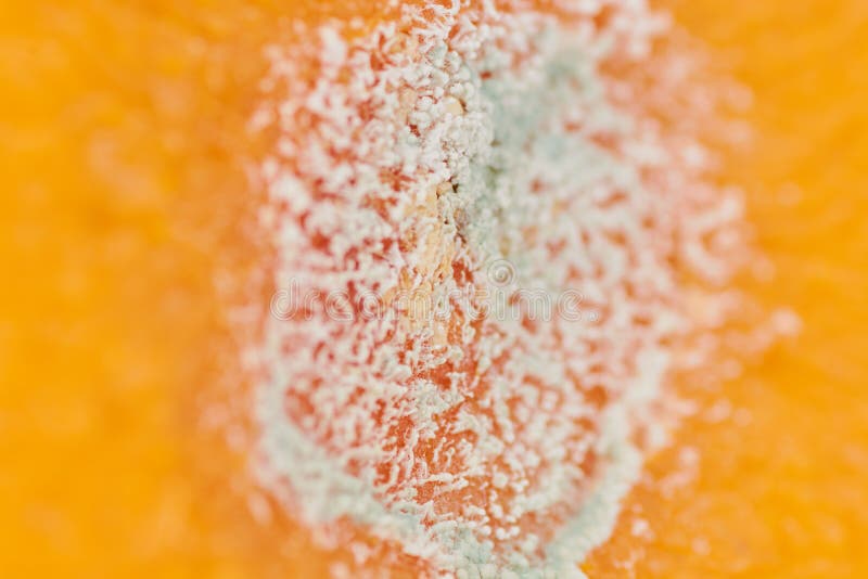 Orange with mold stock photo. Image of macro, nasty - 114614044