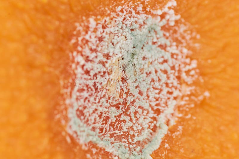Orange with mold stock photo. Image of fungal, moldy - 114614040