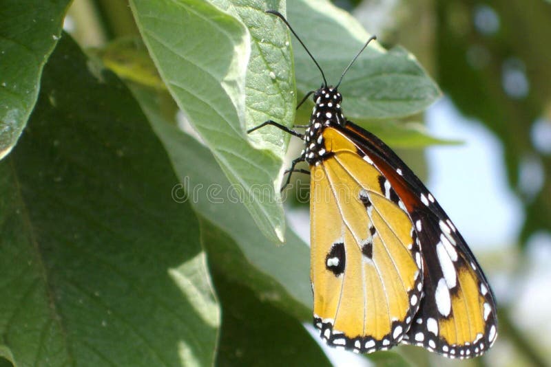 Orange Monarch Butterfly stock photo. Image of monarch - 201473700
