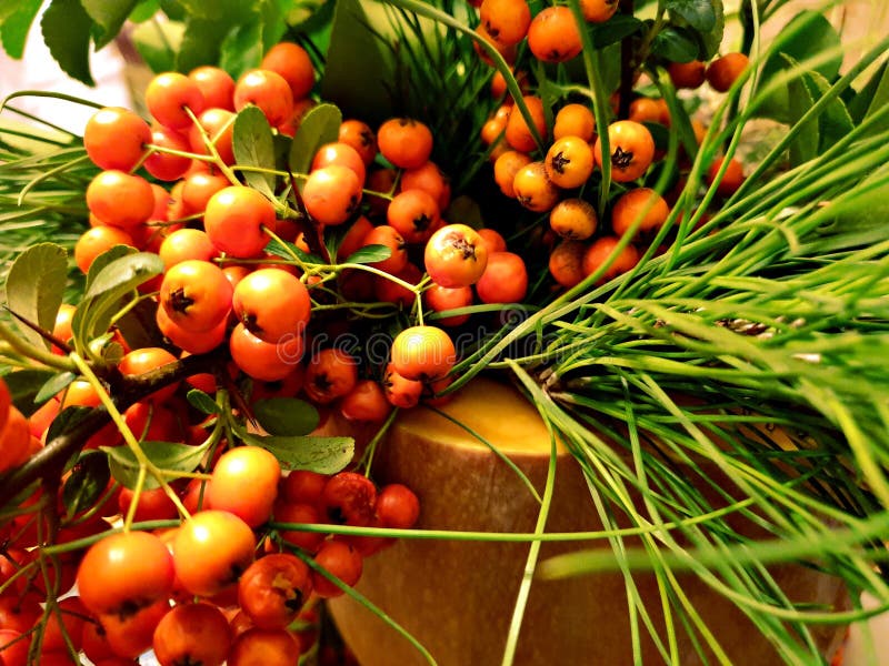Orange mood stock image. Image of fruit, orange, evergreen - 183450973