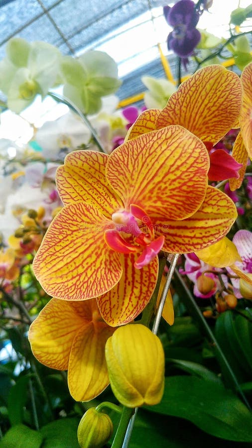 Orange Moon Orhid or Phalaenopsis, Orchid, Phalaenopsis Amabilis Stock Photo - Image of orchid ...