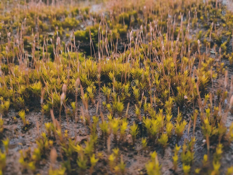 Orange Moss that Grows in the Tropics Stock Image - Image of meadow ...